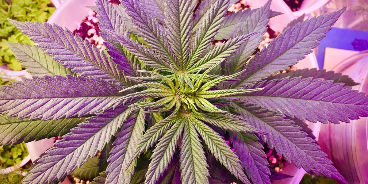 Quels sont les avantages des fleurs de CBD